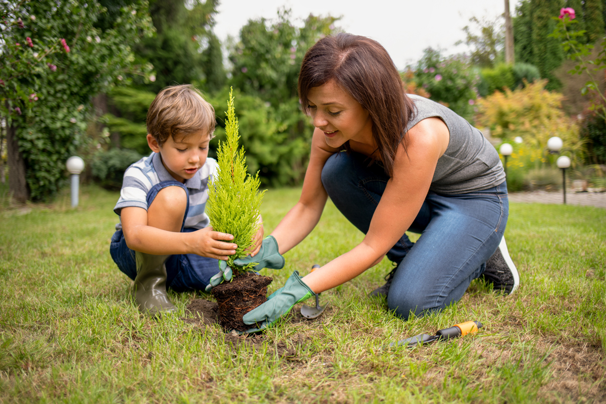 Tree Planting 101 | Huckleberry Landscape Design